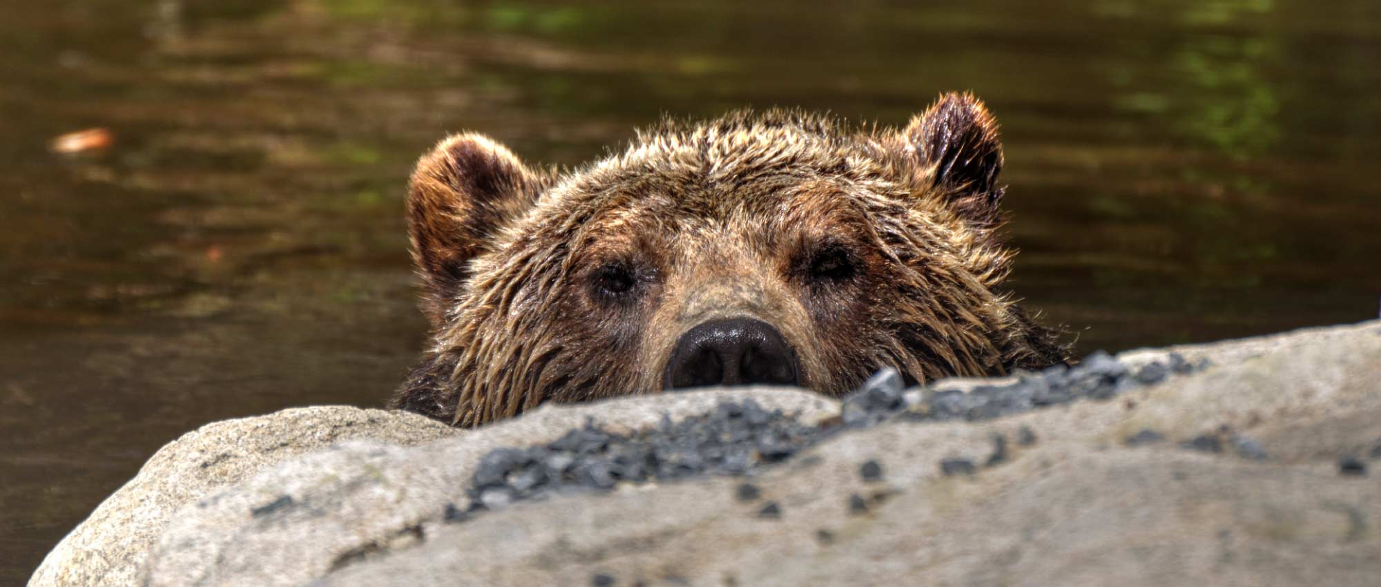 In 2015, I made headlines for saving two bears. This May, help me save ...