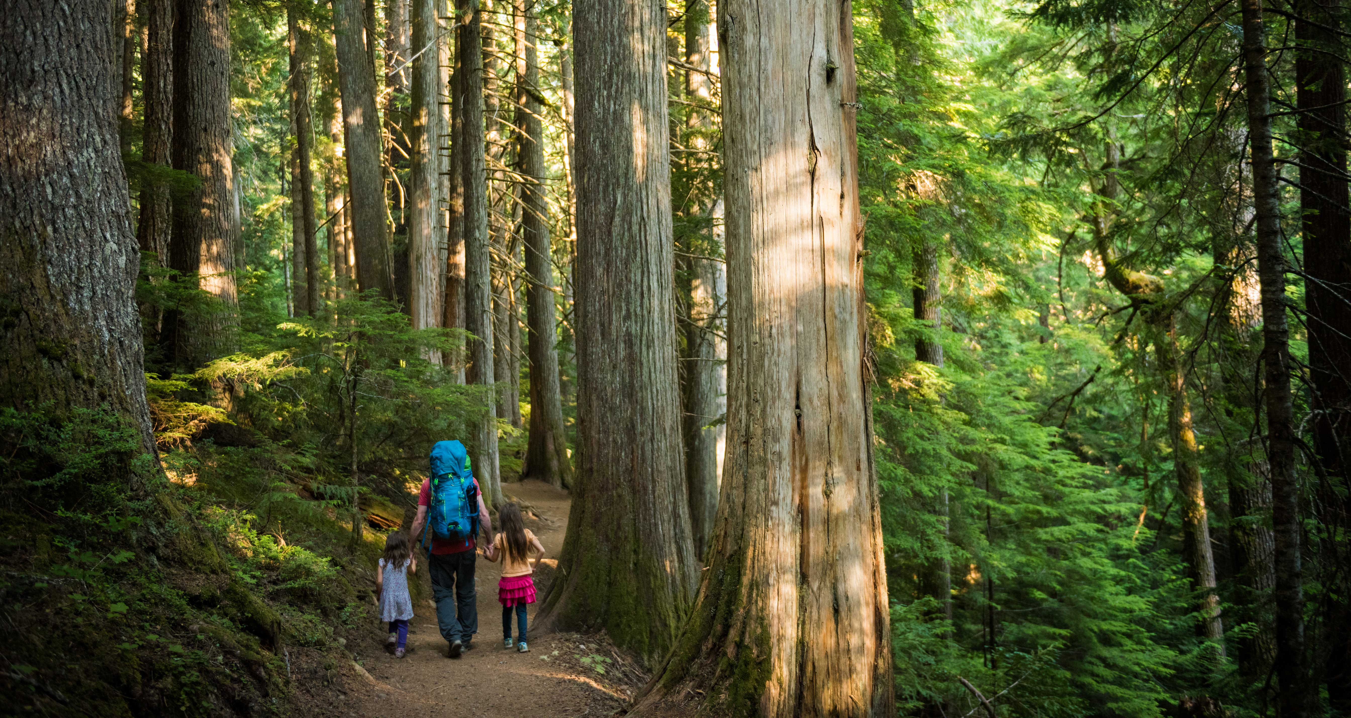 A new approach to old forests
